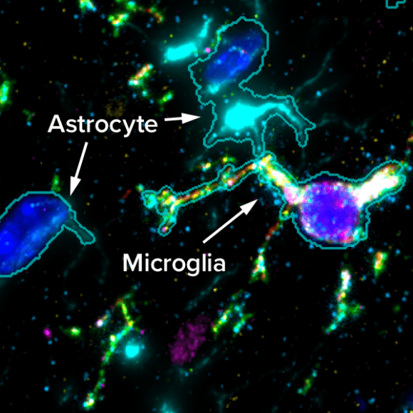 CosMx™ Mouse Neuroscience Protein Panel | NanoString