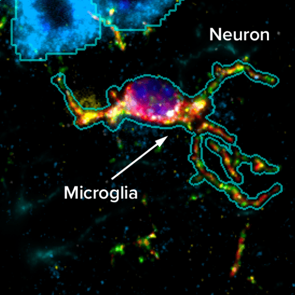 CosMx™ Mouse Neuroscience Protein Panel | NanoString