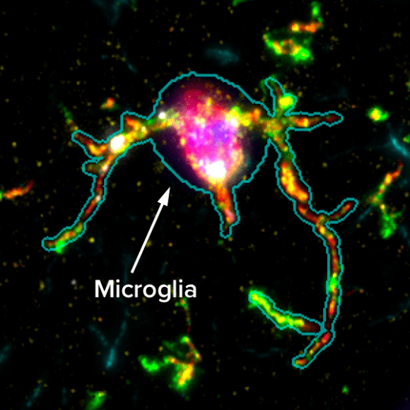 CosMx™ Mouse Neuroscience Protein Panel | NanoString