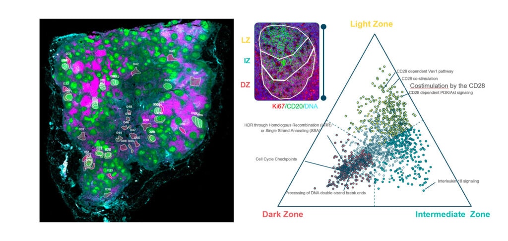 GeoMx DSP Spatial Genomics Overview - NanoString