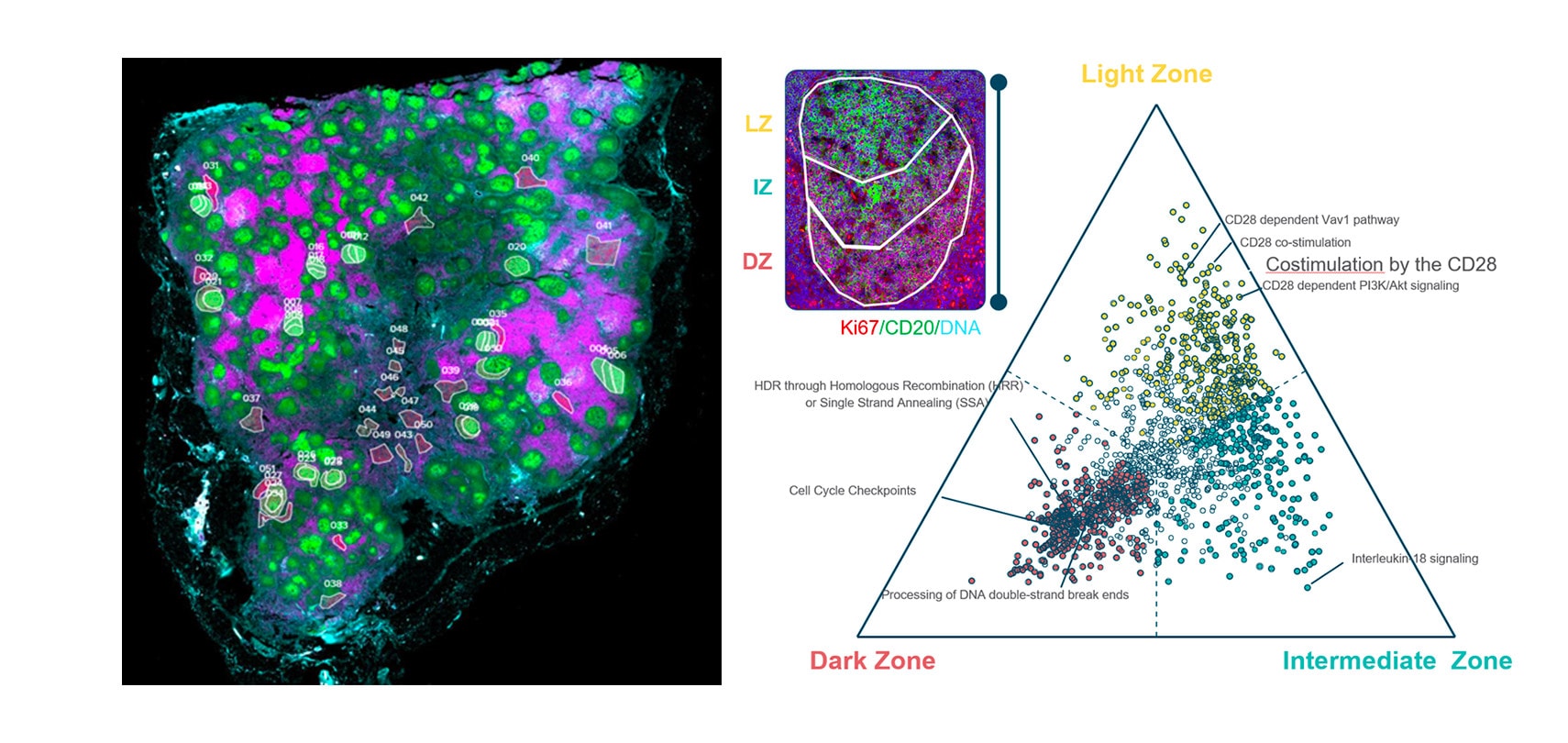 GeoMx DSP Spatial Genomics Overview - NanoString GeoMx DSP Spatial Genomics Overview - NanoString