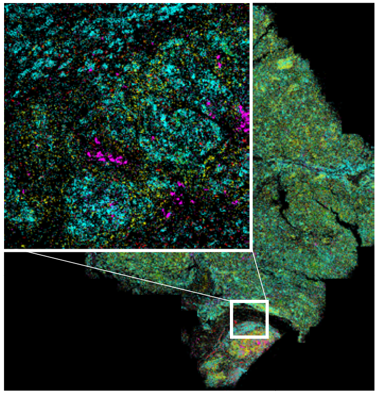 CosMx™ Universal Cell Characterization RNA Panel