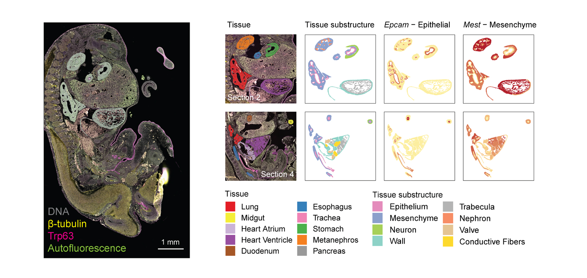GeoMx DSP Spatial Genomics Overview - NanoString